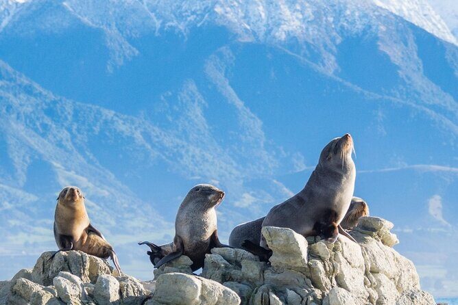 Kaikoura Kayaking Adventure Small Group Tour from Christchurch - An Authentic Coastal Adventure Close to Christchurch