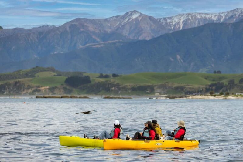 Kaikoura: Private Guided Kayak Tour with Seals - The Experience: What You Can Expect