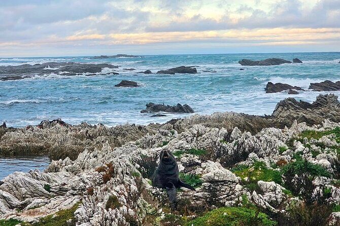 Kaikoura Private Whale Watching Day Trip from Christchurch - FAQ