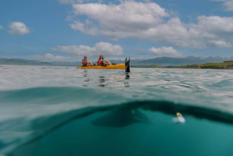 Kaikoura: Seal-Watching Pedal Kayak Tour - Key Points