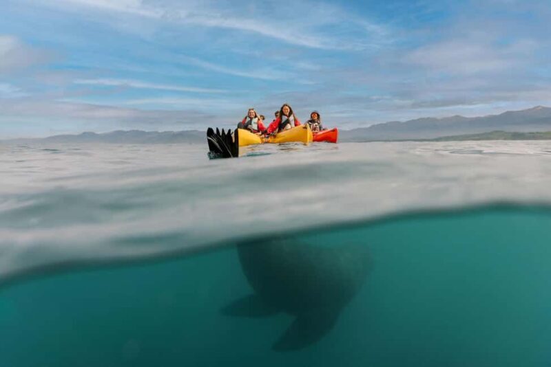 Kaikoura: Seal-Watching Pedal Kayak Tour - An Authentic Marine Adventure: What You Can Expect