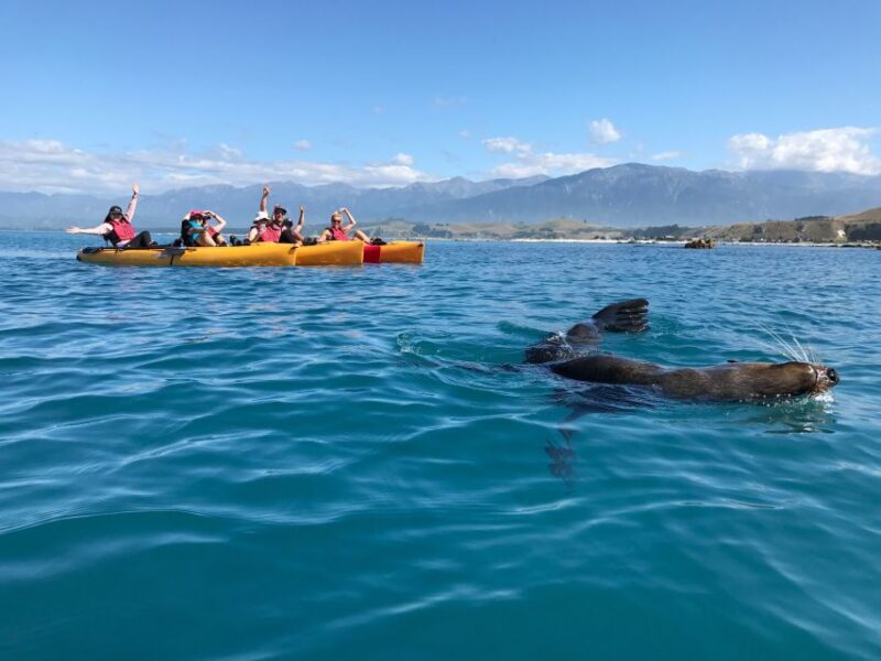 Kaikoura: Seal-Watching Pedal Kayak Tour - Why This Tour Works for Different Travelers