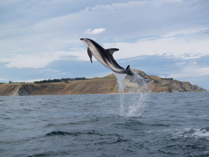 Kaikoura: Sunset Evening Kayaking Tour - Authentic Encounters and Cultural Insights