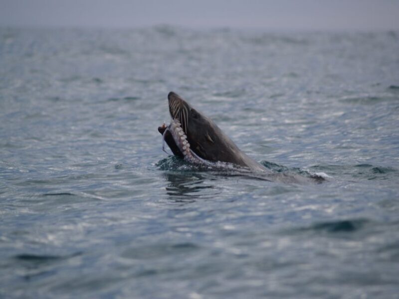 Kaikoura: Sunset Evening Kayaking Tour - Practical Tips for the Trip