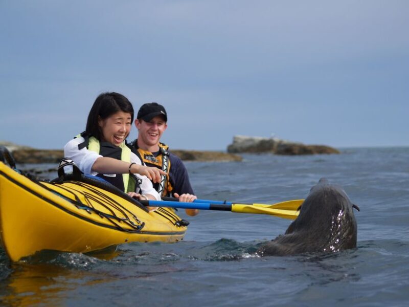 Kaikoura: Sunset Evening Kayaking Tour - Frequently Asked Questions