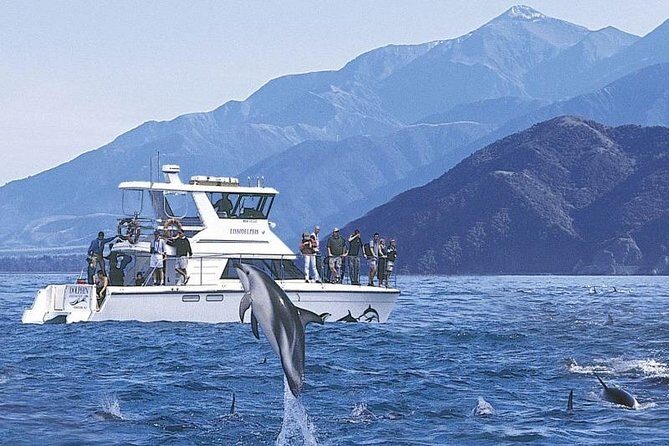 Kaikoura Swim with Dolphins Tour from Christchurch - Introduction: An Authentic Marine Encounter Awaits