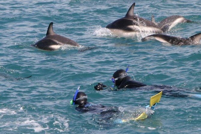 Kaikoura Swim with Dolphins Tour from Christchurch - Practical Tips for Travelers