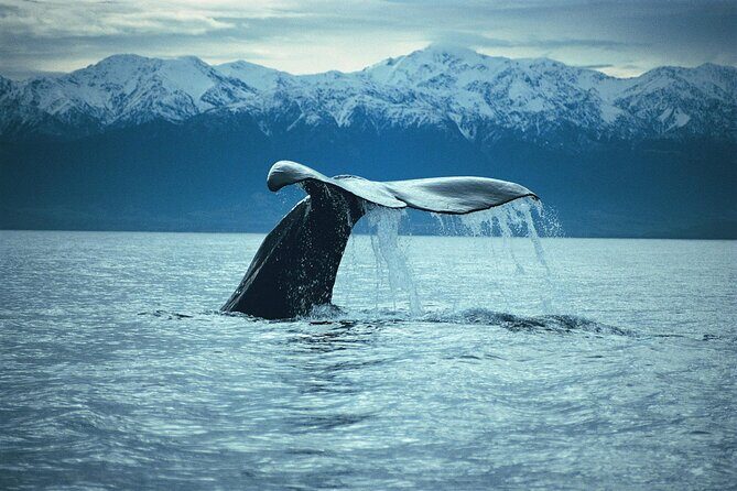 Kaikoura Whale and Dolphin Overnight Tour from Christchurch - FAQ About the Kaikoura Whale and Dolphin Overnight Tour