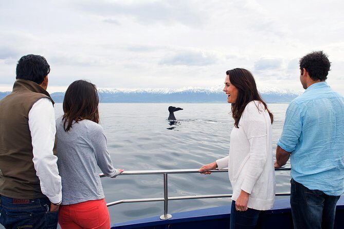 Kaikoura Whale Watch Day Tour from Christchurch - Analyzing the Value