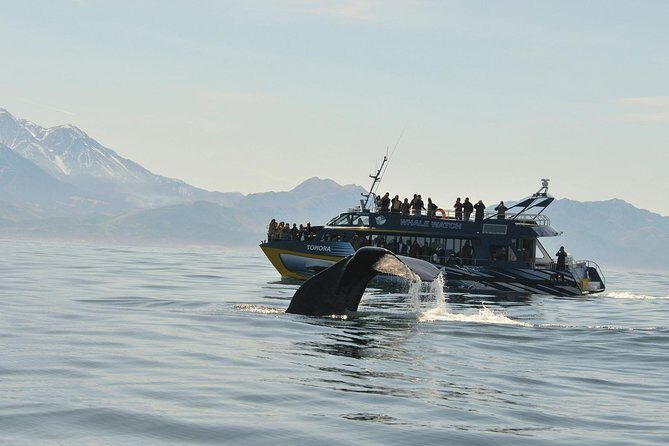 Kaikoura Whale Watch Day Tour from Christchurch including Coastal Pacific Train - A Full-Day Journey into Marine and Scenic Excursions