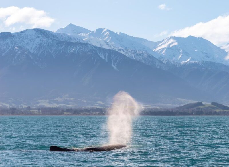 Kaikoura: Whale Watching Cruise - Introduction: Why Consider a Whale Watching Cruise in Kaikoura?