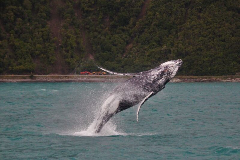 Kaikoura: Whale Watching Cruise - Practical Tips for Making the Most of Your Trip