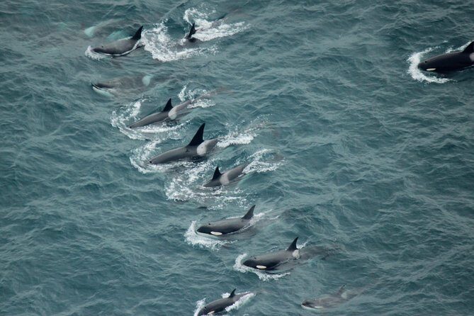Kaikoura: Whale Watching Flight - An In-Depth Look at the Kaikoura Whale Watching Flight