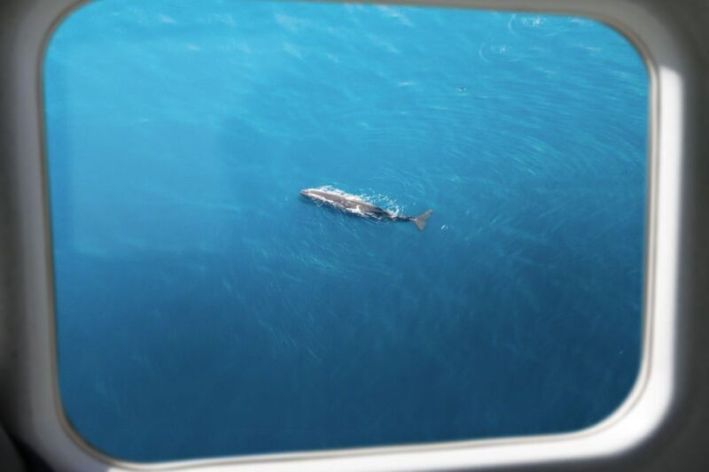 Kaikoura: Whale Watching Flight with Commentary - Key Points