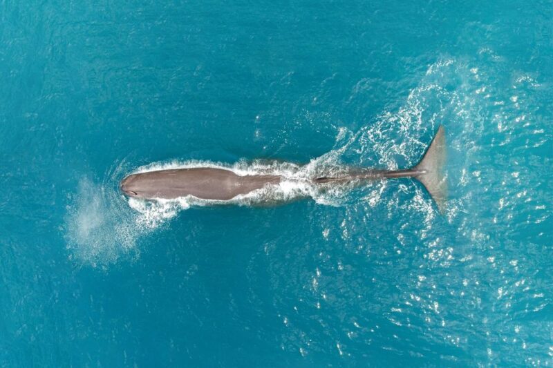 Kaikoura: Whale Watching Flight with Commentary - The Value of the Experience
