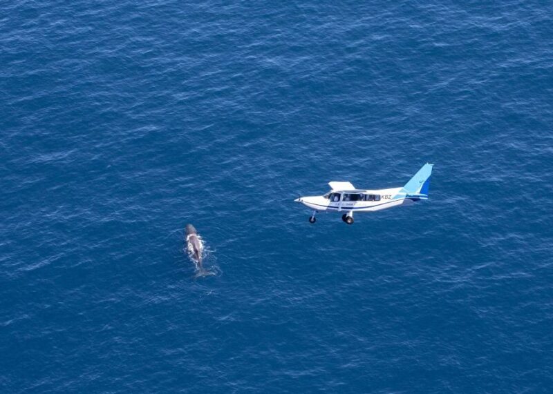 Kaikoura: Whale Watching Flight with Guided Commentary - Key Points