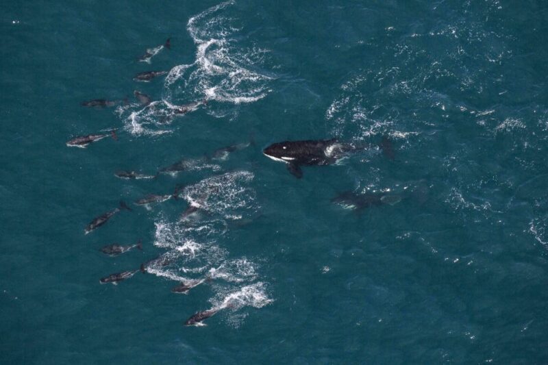 Kaikoura: Whale Watching Flight with Guided Commentary - The Aircraft & Flight Experience