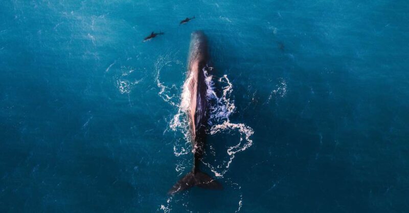 Kaikoura: Whale Watching Flight with Guided Commentary - Wildlife Viewing from the Sky