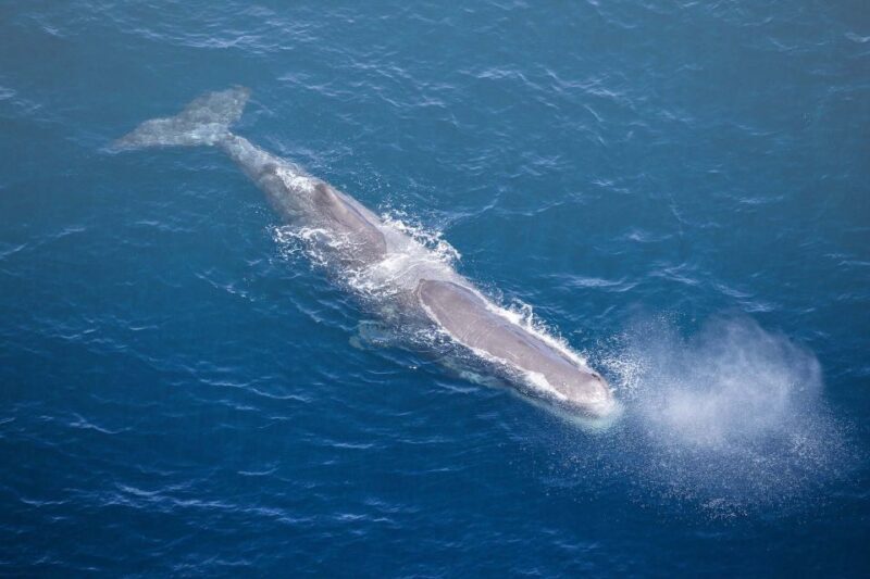 Kaikura: 45-Minute Whale Watching Helicopter Tour - The practicalities