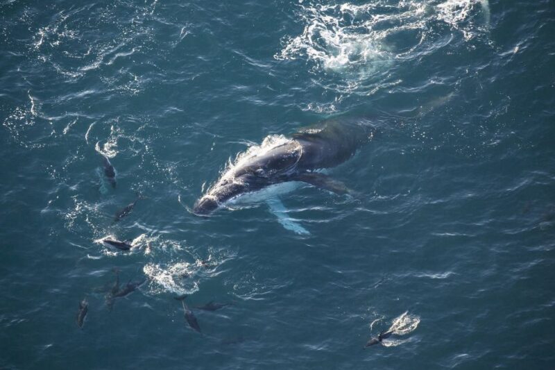 Kaikura: 45-Minute Whale Watching Helicopter Tour - FAQ