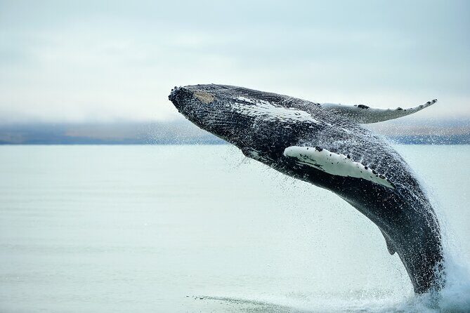 Kaikura Day Tour From Christchurch (Small Group, Carbon Neutral) - Highlights and Authentic Experiences