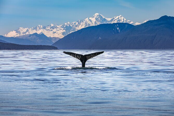 Kaikura Day Tour From Christchurch With Whale Watch - Key Points