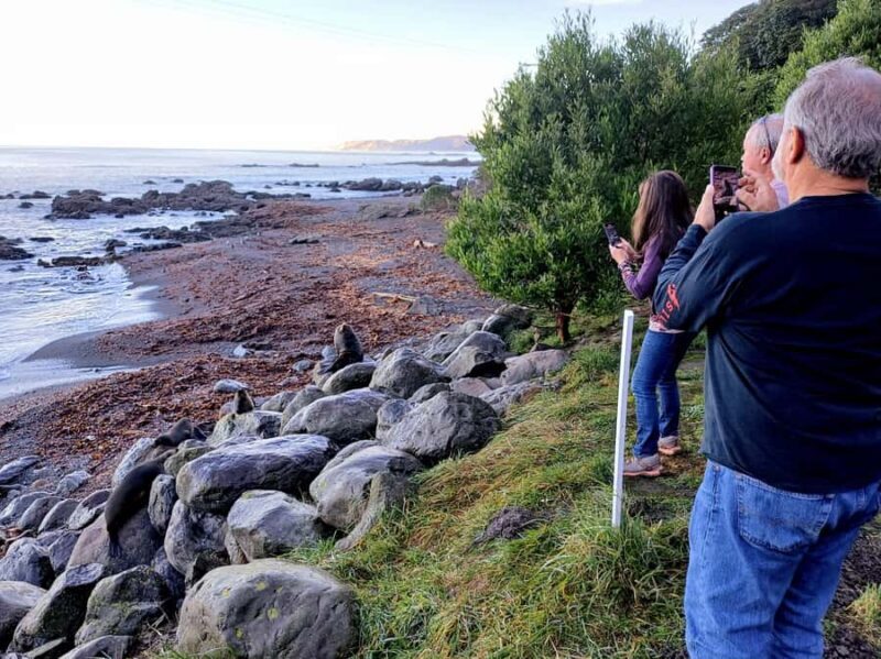 Kaikura: Small Group Tour- optional Whale, Dolphin, Zipline - Who Should Consider This Tour?