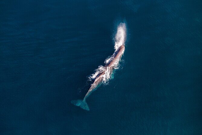 Kaikura Whale Watching - 1hr 20min Ultimate Adventure - Who Is This Tour Best For?