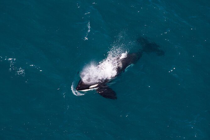 Kaikura Whale Watching and Scenic Landing - 1hr Premier Tour - The Unique Marine Ecosystem of Kaikoura