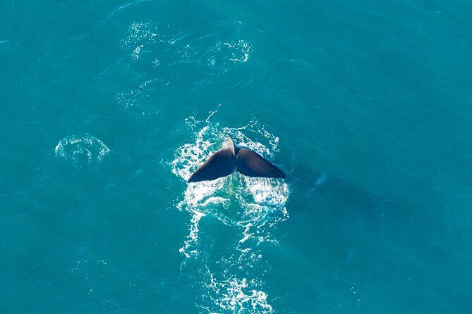 Kaikura Whale Watching and Scenic Landing - 1hr Premier Tour - The Mountain Landing Experience
