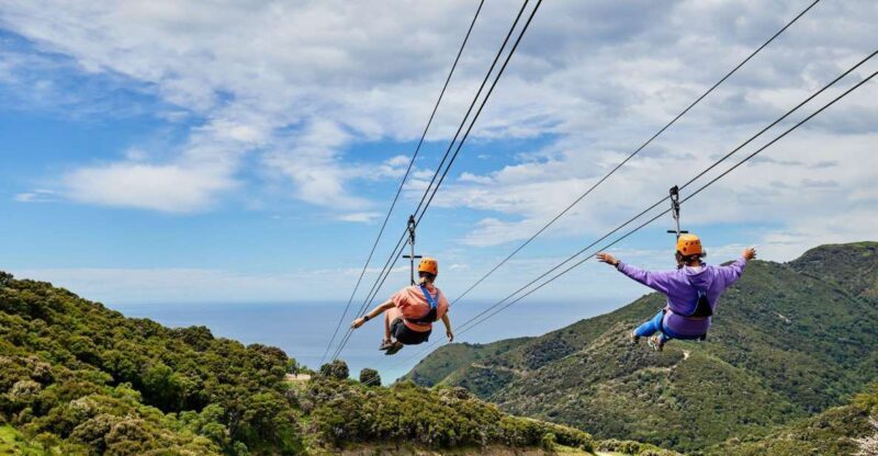 Kaikura: Zipline and Native Forest Adventure Trip - What Makes This Tour Special?