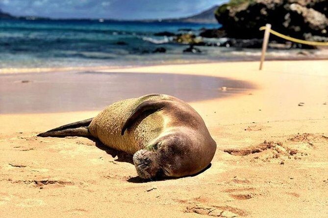 Kailua Bay, Oahu: Epic Kayak and Snorkel to Islands with Lunch - Some Considerations