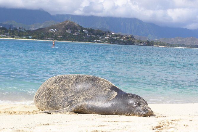Kailua Bay, Oahu: Epic Kayak and Snorkel to Islands with Lunch - How the Price Reflects the Value