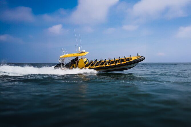 Kailua-Kona Adventure Whale Watch - Key Points