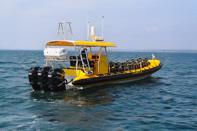 Kailua-Kona Adventure Whale Watch - The Marine Wildlife: What You Might See