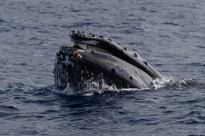 Kailua-Kona Adventure Whale Watch - Duration and Value