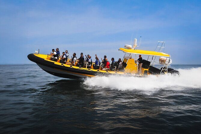 Kailua-Kona Adventure Whale Watch - A Balanced Perspective: Pros and Cons