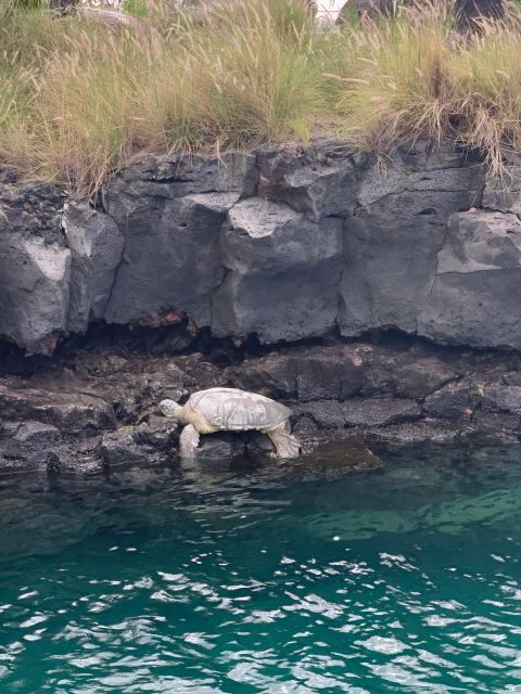 Kailua-Kona: Captain Cook Reef Catamaran Day Trip with Lunch - The Itinerary and Experience in Detail