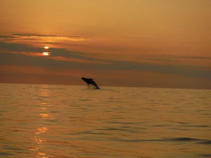 Kailua-Kona: Dolphin Watch & Double-Reef Snorkel Tour - An In-Depth Look at the Tour