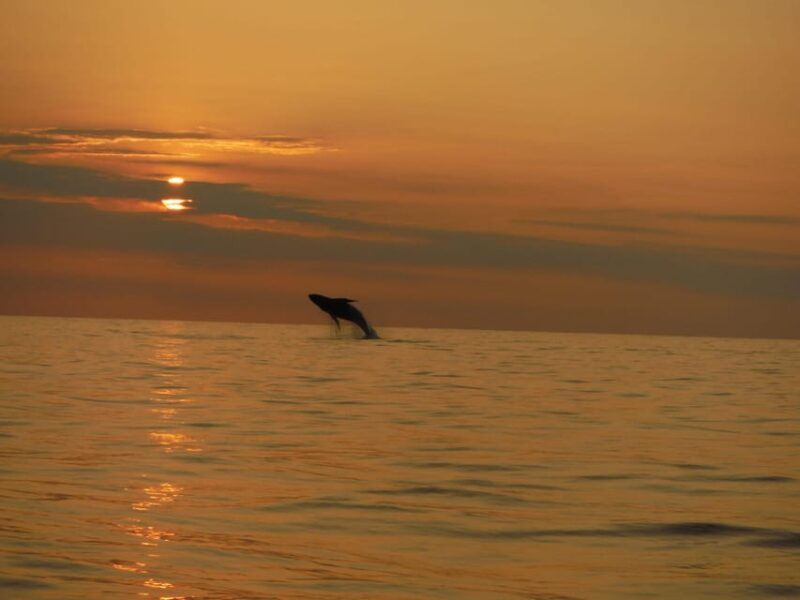 Kailua-Kona: Dolphin Watch & Double-Reef Snorkel Tour - Practical Details and Tips