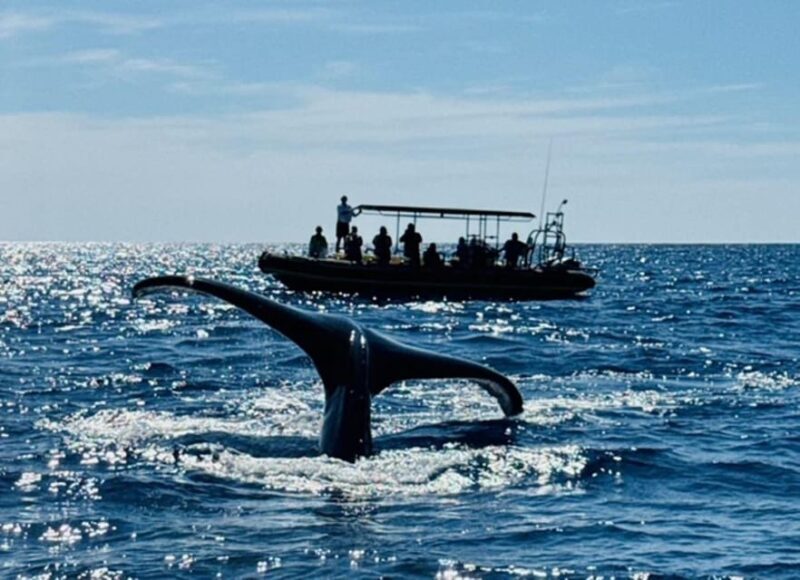 Kailua-Kona: Dolphin Watch & Double-Reef Snorkel Tour - Authentic Reviews: What Real Travelers Say