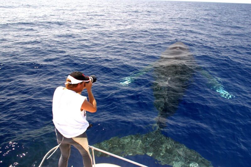 Kailua Kona: Humpback Whale Watching Adventure Cruise - The Itinerary and What to Expect