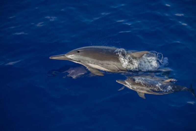 Kailua Kona: Humpback Whale Watching Adventure Cruise - The Experience: Authentic Encounters & Educational Value