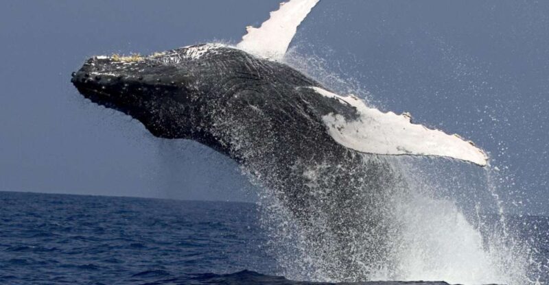 Kailua Kona: Humpback Whale Watching Adventure Cruise - Practical Tips for Participants