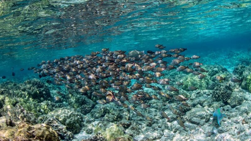Kailua-Kona: Kealakekua Bay and Captain Cook Monument Tour - Why Choose This Tour?