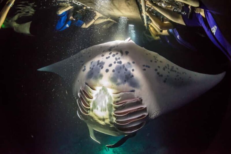 Kailua-Kona: Manta Ray Night Snorkel SMALL GROUP - The Itinerary in Detail: What to Expect