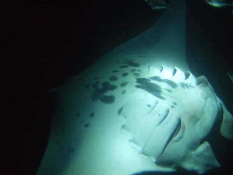 Kailua-Kona: Manta Ray Night Snorkel SMALL GROUP - Practical Tips for Participants