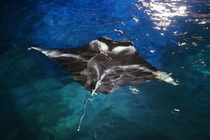 Kailua-Kona: Manta Ray Spotting Night Snorkeling Tour - Frequently Asked Questions