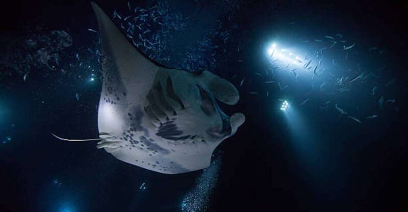 Kailua-Kona: Manta Ray Watching Nighttime Boat Trip - An in-Depth Look at the Manta Ray Night Cruise