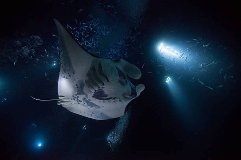 Kailua-Kona: Manta Ray Watching Nighttime Boat Trip - Final Thoughts: Why This Tour Is a Wise Pick